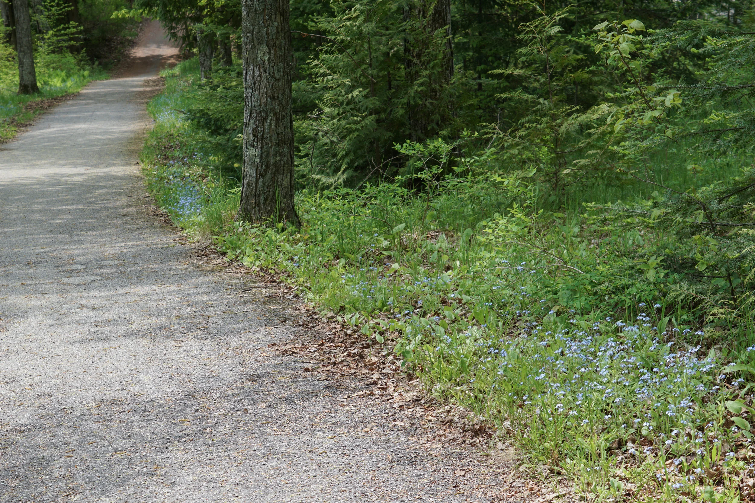 Just a Walk in the Park — C'est ma vie