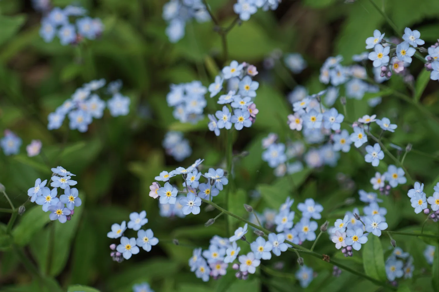 Just a Walk in the Park — C'est ma vie