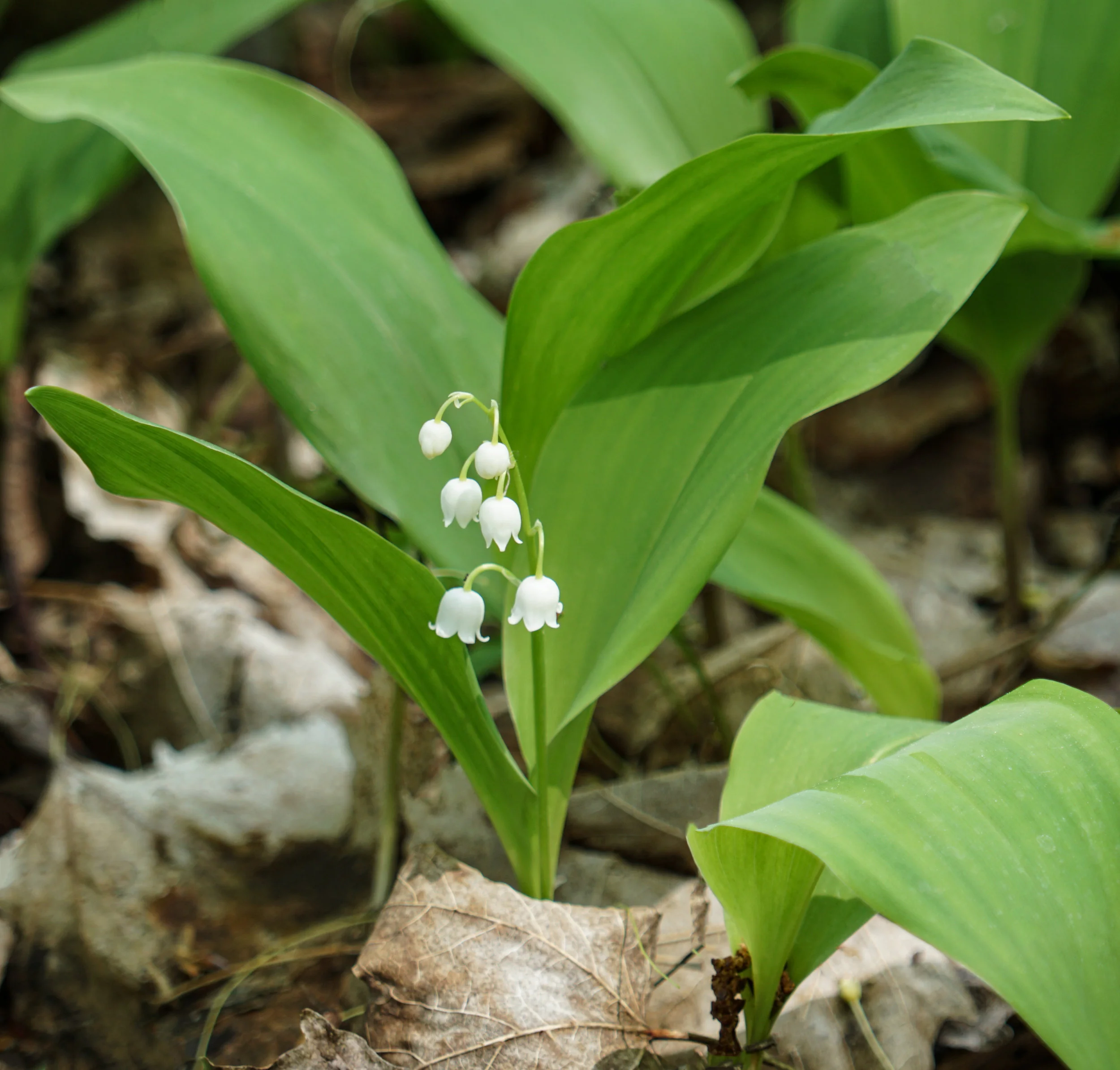 Just a Walk in the Park — C'est ma vie