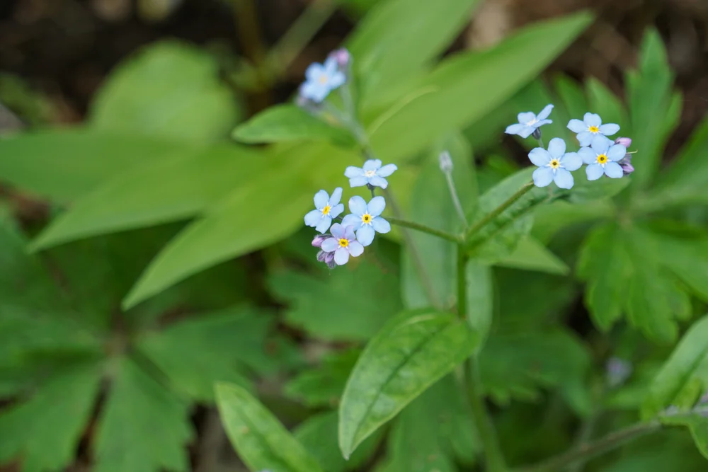Just a Walk in the Park — C'est ma vie