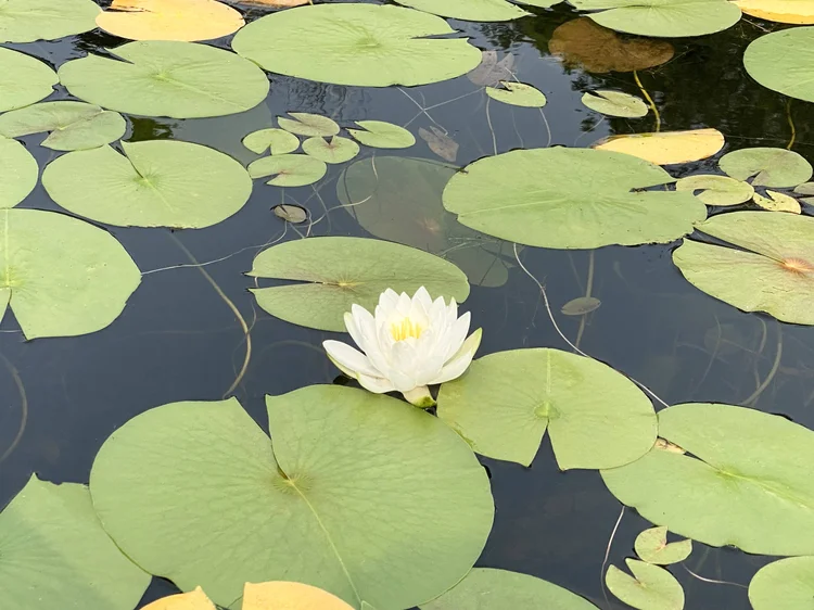 Summer Scenes 2023 — C'est ma vie