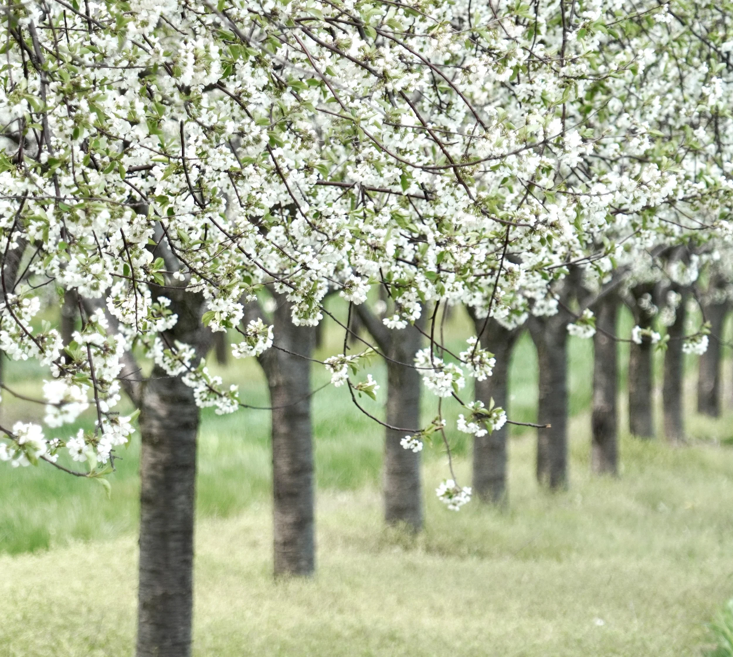 Spring in Door County 2023 — C'est ma vie