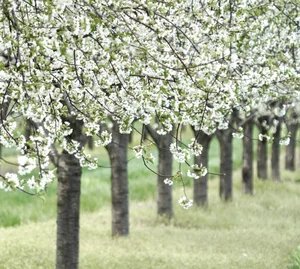 Spring in Door County 2023 — C'est ma vie