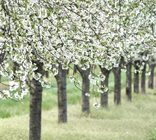 Spring in Door County 2023 — C'est ma vie