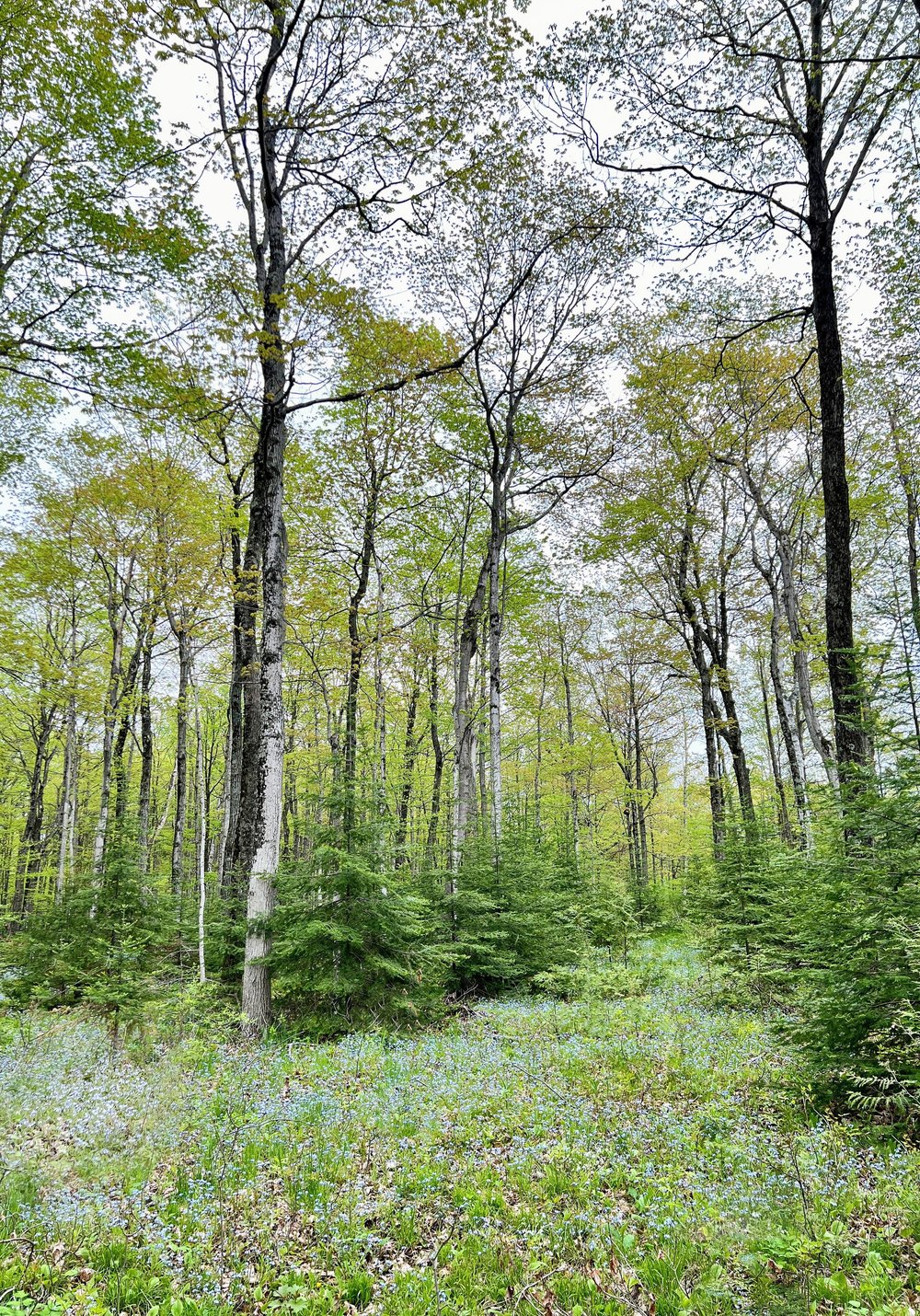 Door County - Spring 2022 — C'est ma vie