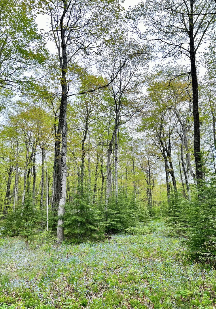 Door County - Spring 2022 — C'est ma vie