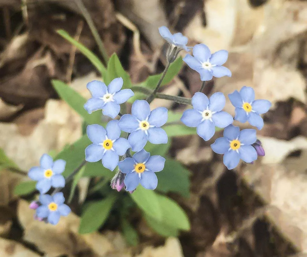 Blog — C'est ma vie!