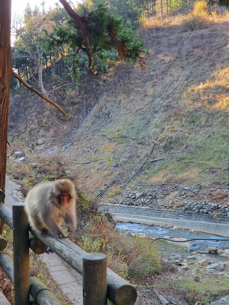 How and where to see the Japanese snow monkeys in April — Helena Bradbury