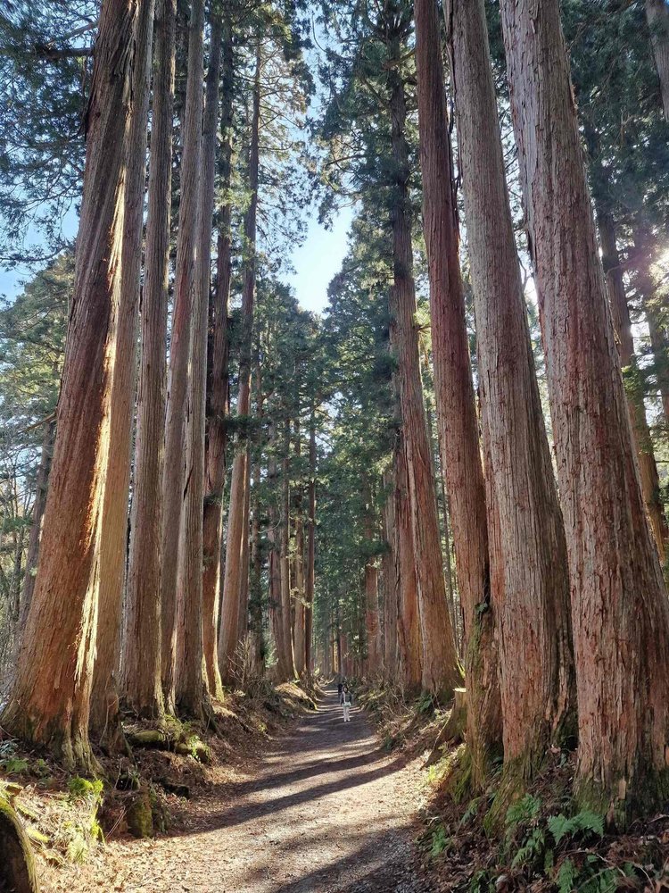 Togakushi Hike: A guide to the Togakushi shrine walk and how to get ...