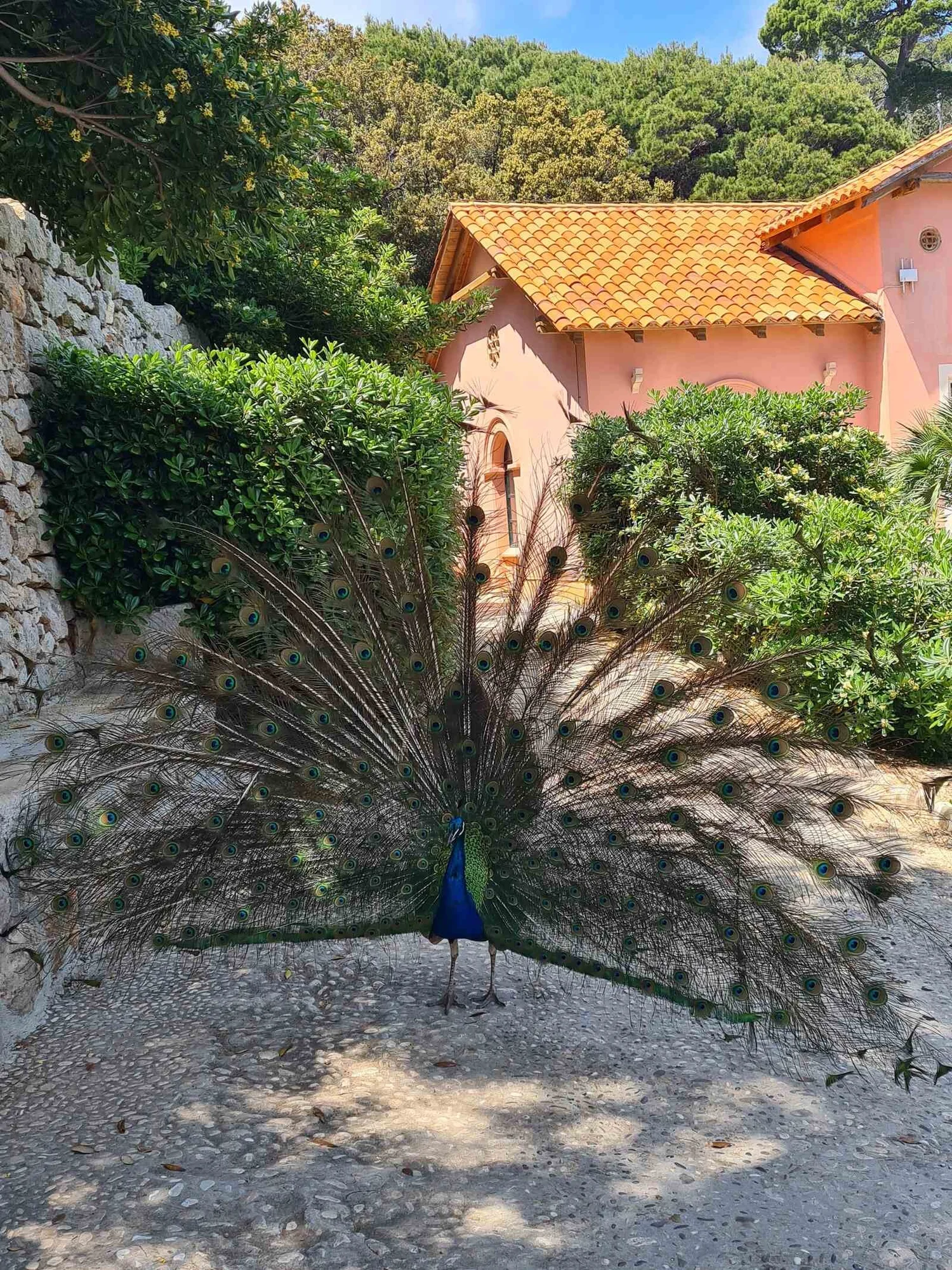 A Lokrum Island day trip from Dubrovnik, Croatia - everything you need ...
