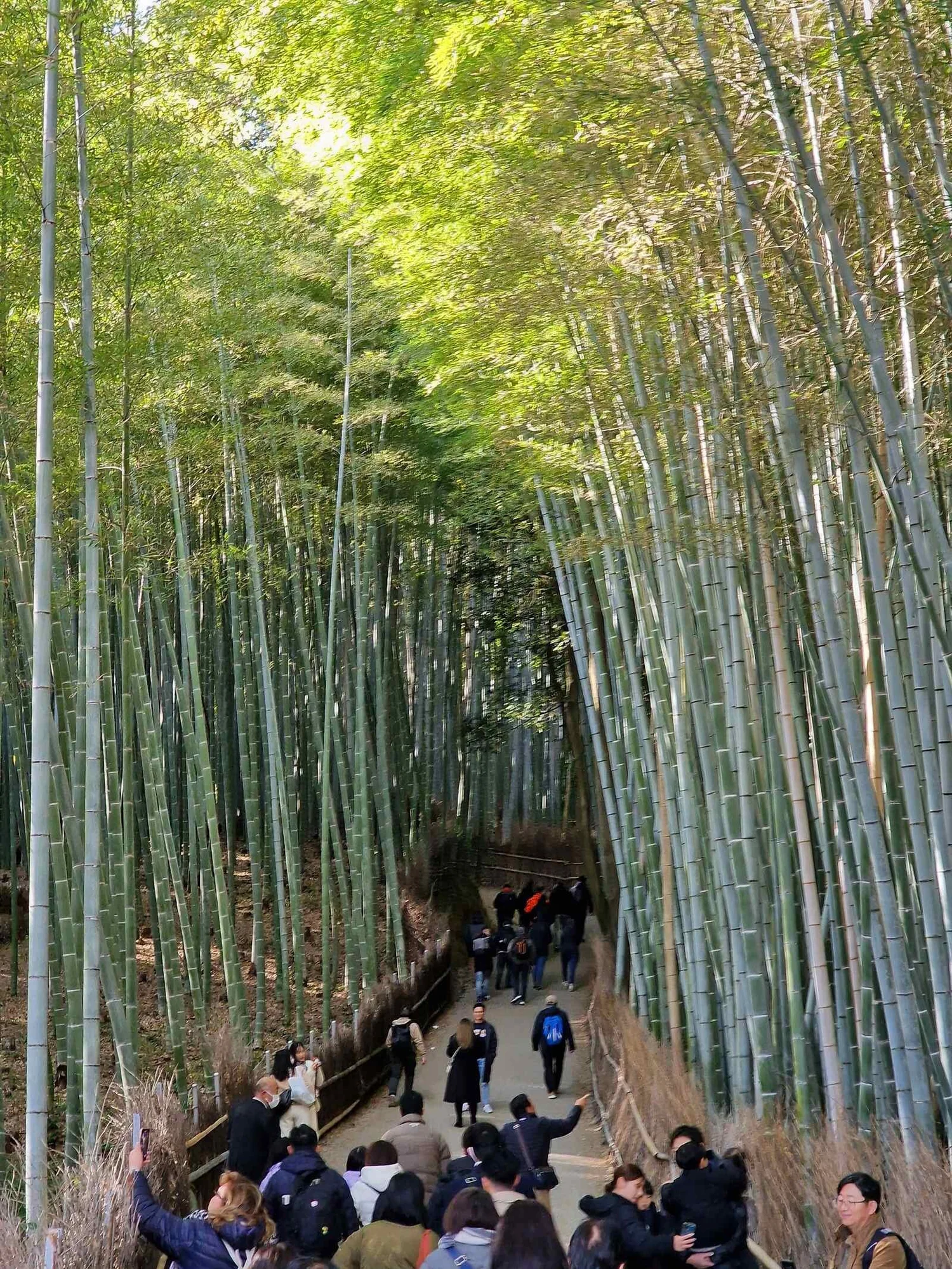 How to get to Arashiyama Bamboo Forest and where is the alternative ...
