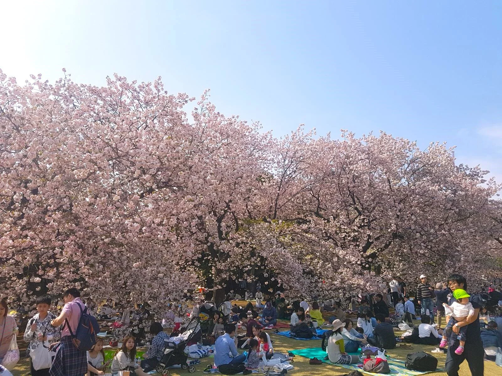 The best places to see cherry blossoms in Tokyo — Helena Bradbury