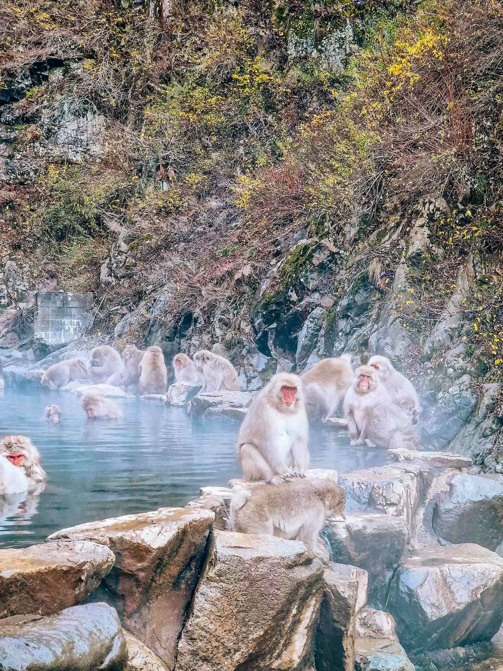 How and where to see the Japanese snow monkeys in April — Helena Bradbury