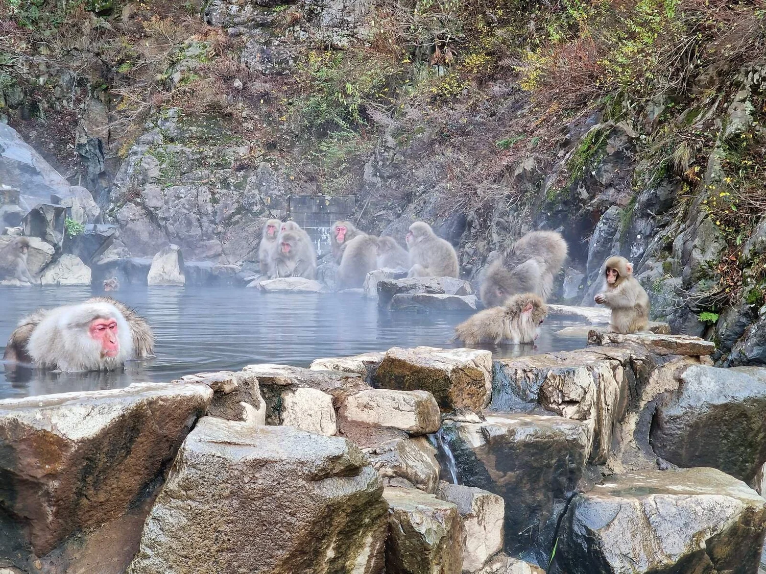 How and where to see the Japanese snow monkeys in April — Helena Bradbury