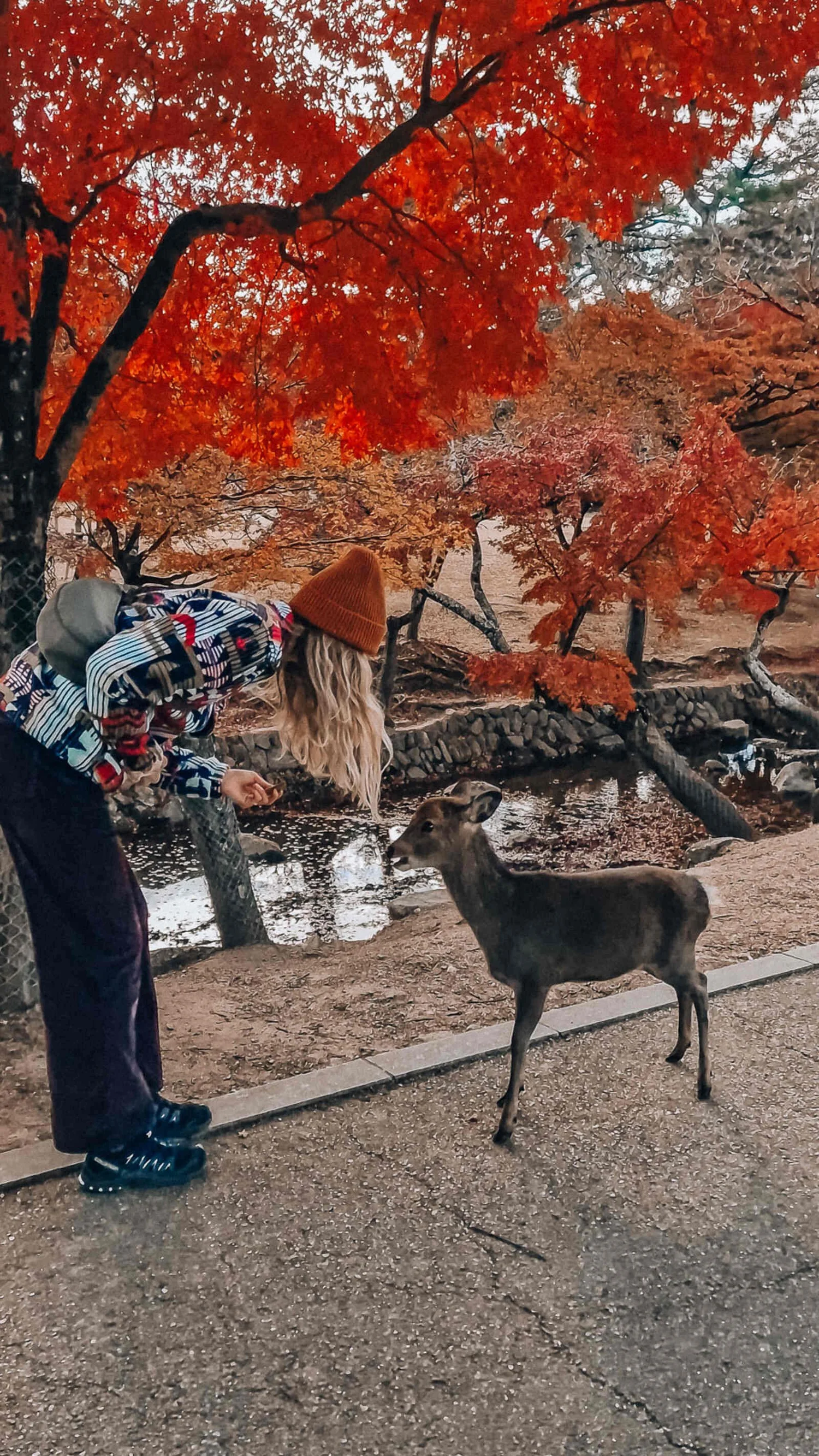 The best places to visit in Kyoto in autumn — Helena Bradbury