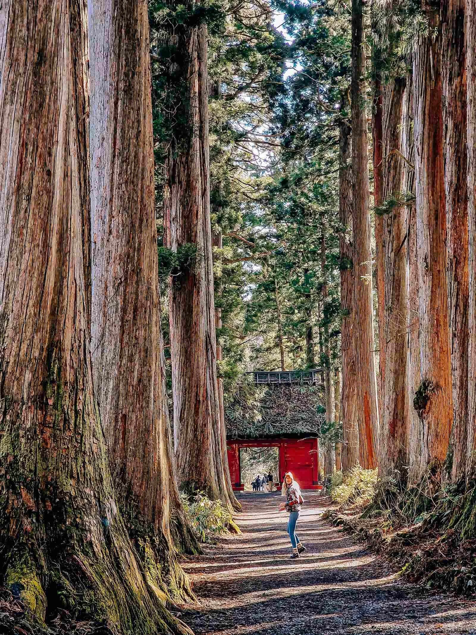 Togakushi Hike: A guide to the Togakushi shrine walk and how to get there — Helena Bradbury