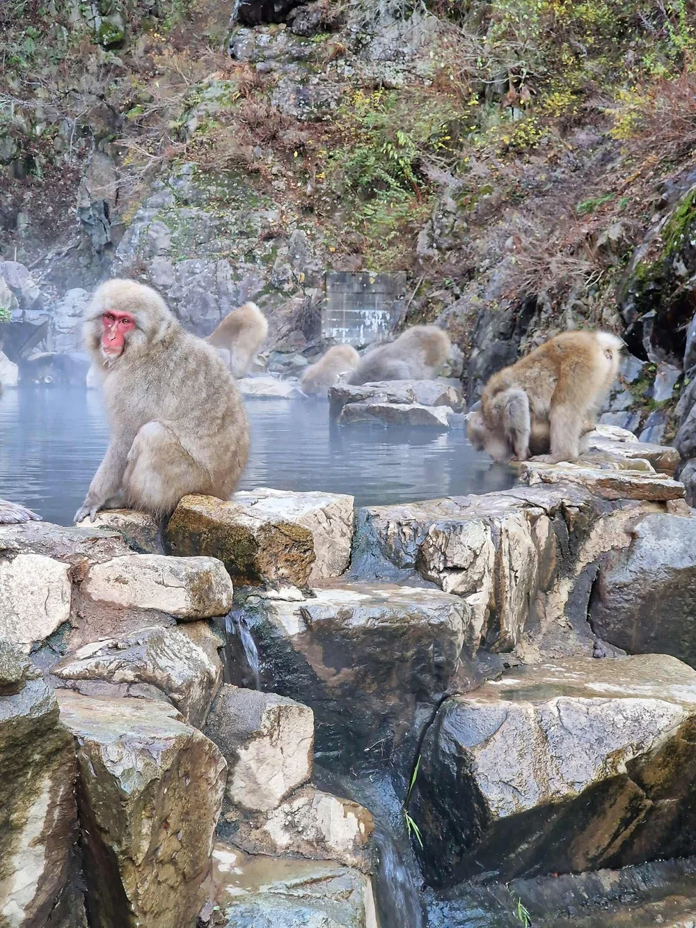 How and where to see the Japanese snow monkeys in April — Helena Bradbury