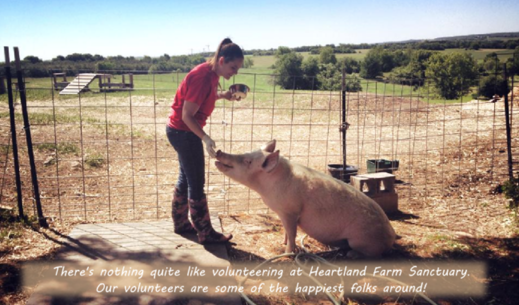Farm Animal Rescue — This Outside Life