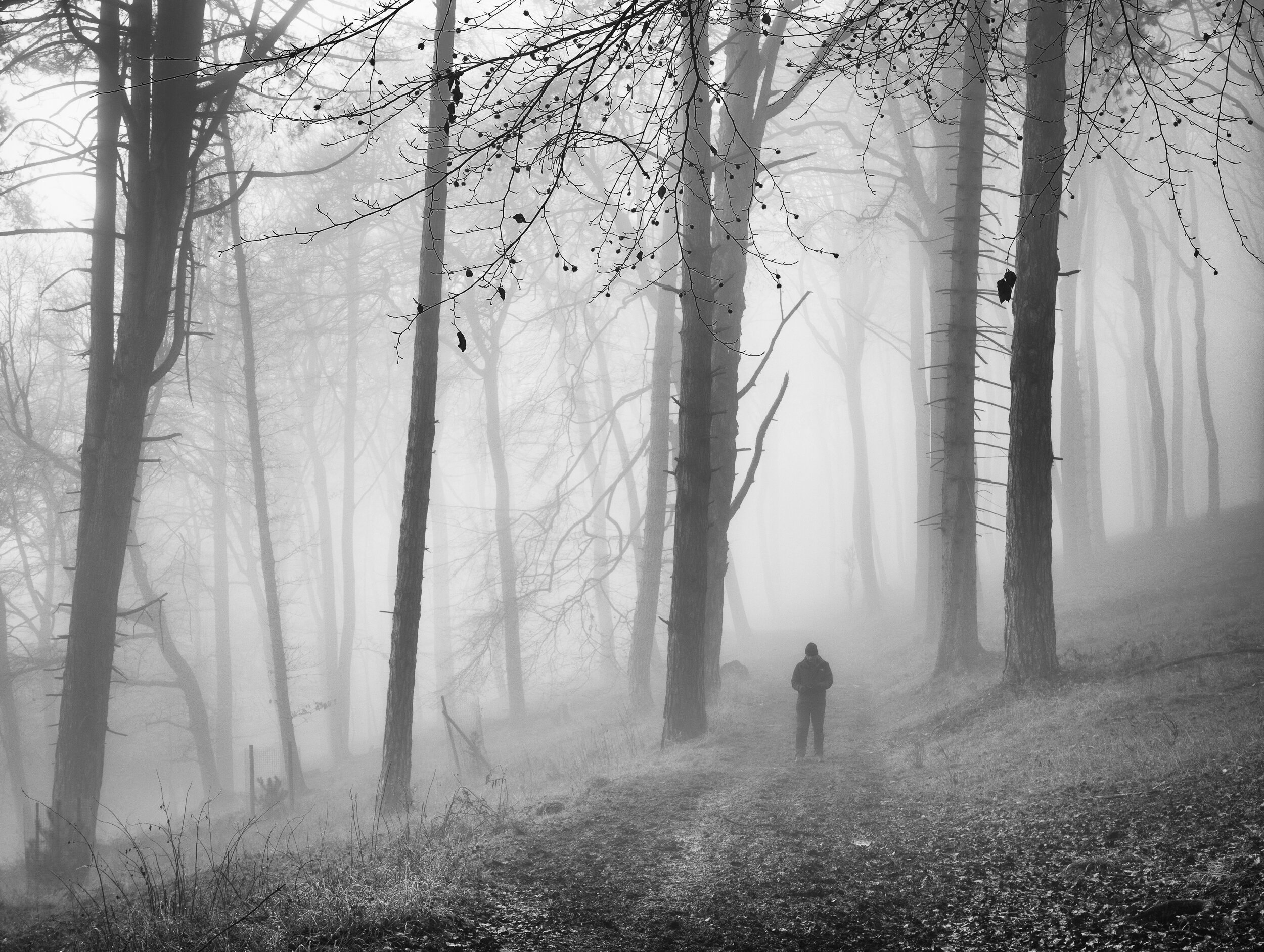 Robin Dodd | Woodland & Landscapes Photography UK & Beyond