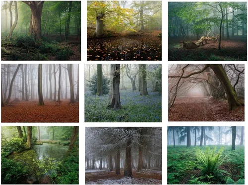 Robin Dodd | Woodland & Landscapes Photography UK & Beyond