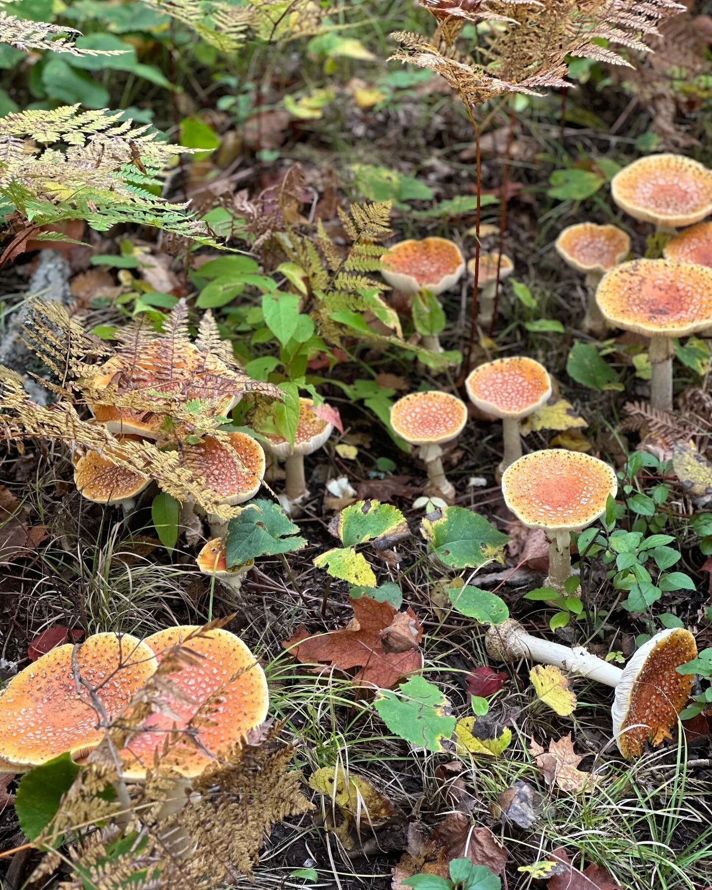 The Legend of the Lady Slipper — Margi Preus