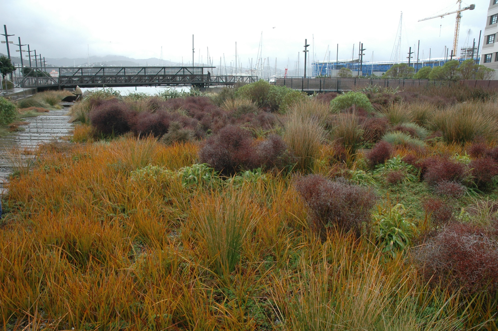 Wellington — Biophilic Cities