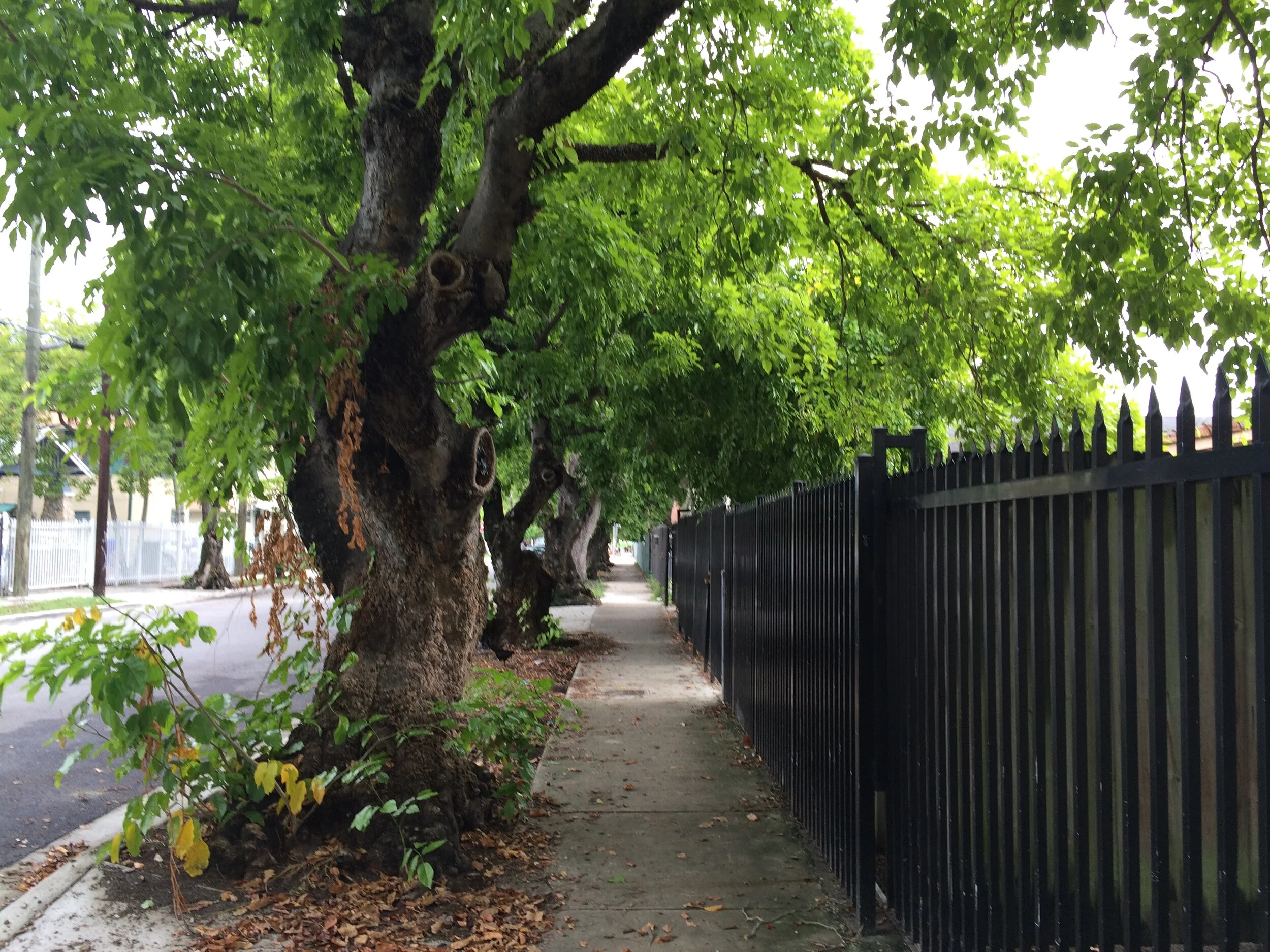 Miami Dade County — Biophilic Cities