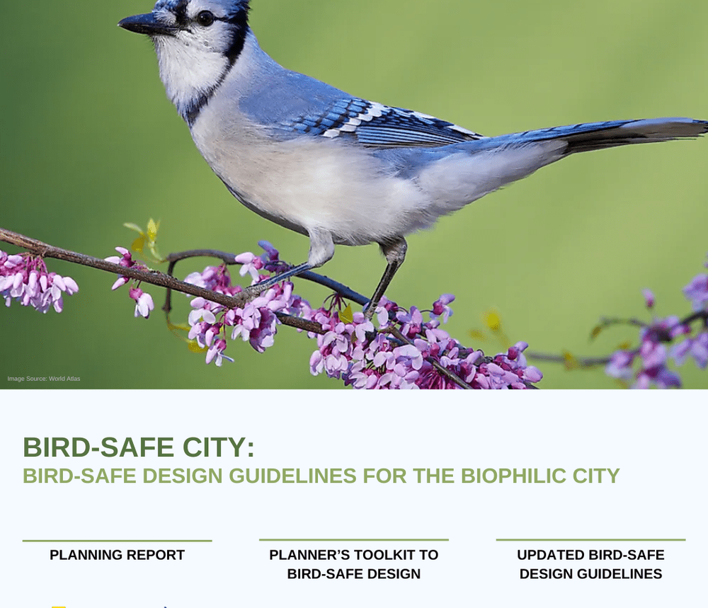 The Bird-Friendly City — Biophilic Cities