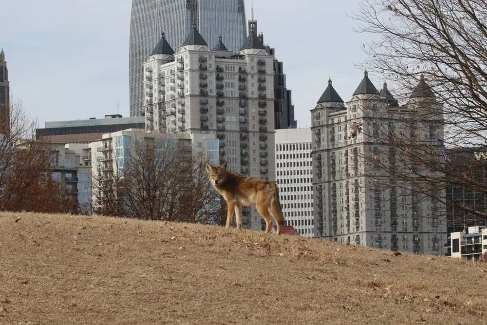 Exploring BC — Biophilic Cities
