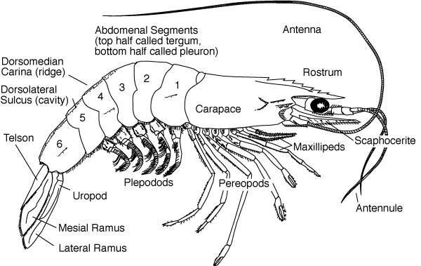 Salt and Pepper Shrimp — Phase Changes