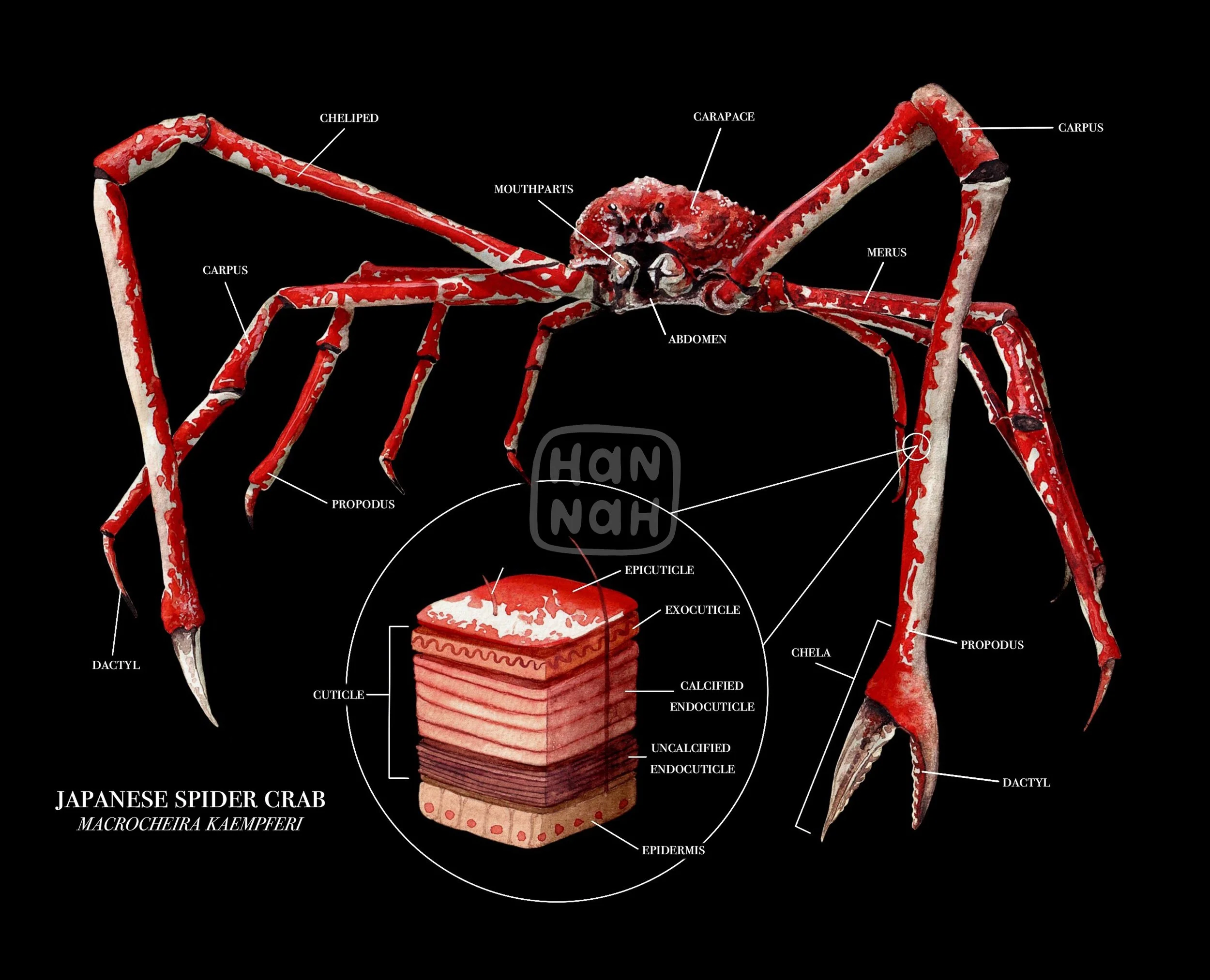 Crab Scientific Illustration