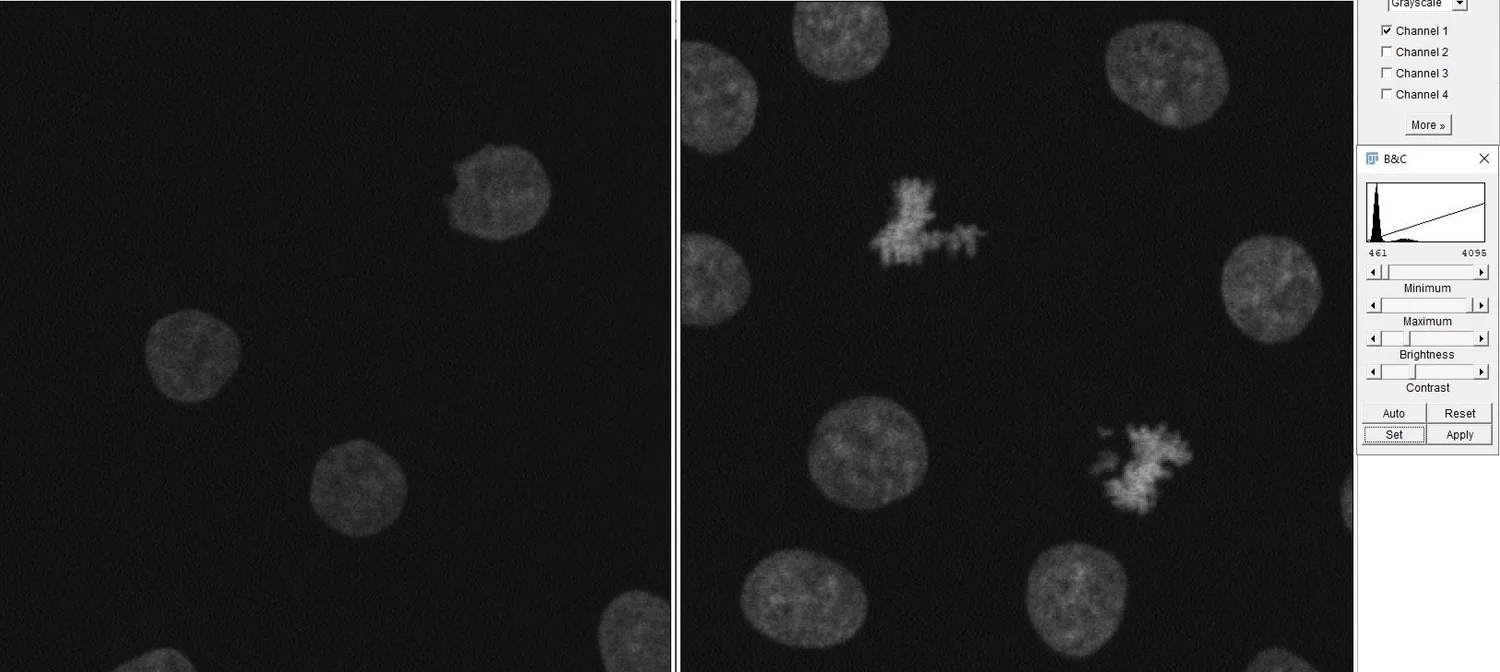 A beginner’s guide to creating fluorescence bioimages for scientific ...