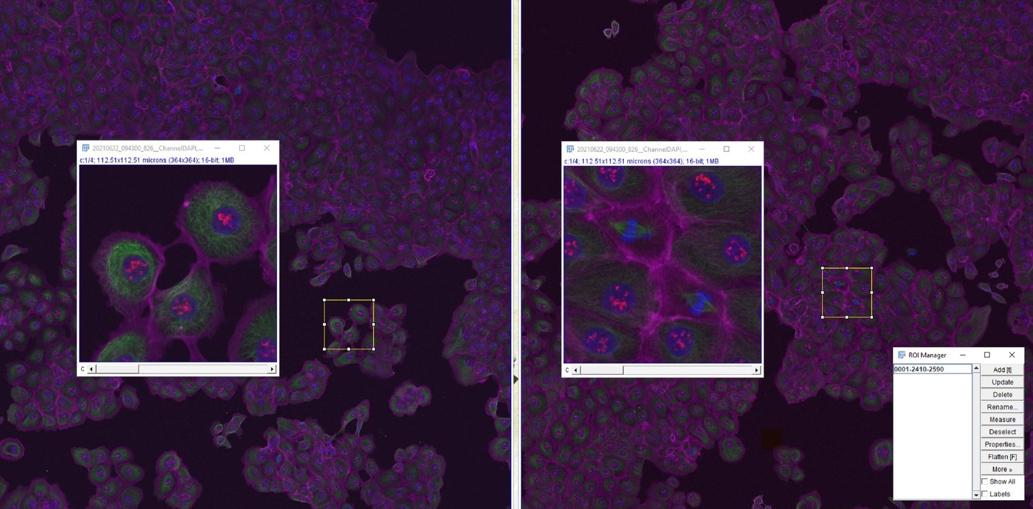 A beginner’s guide to creating fluorescence bioimages for scientific ...