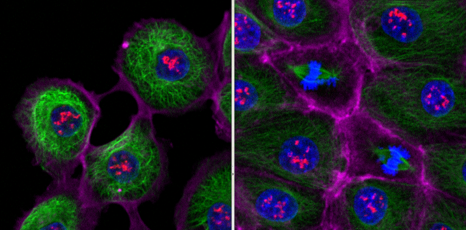 A beginner’s guide to creating fluorescence bioimages for scientific ...