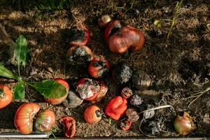 Composting 101: Reduce Waste, Improve Soil, and Help Fight Climate ...