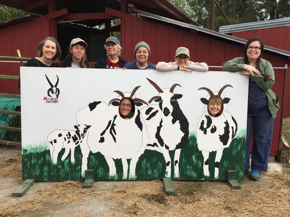 Meet the Sheep — Meridian Jacobs