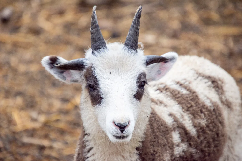 Lambs Getting Big — Meridian Jacobs