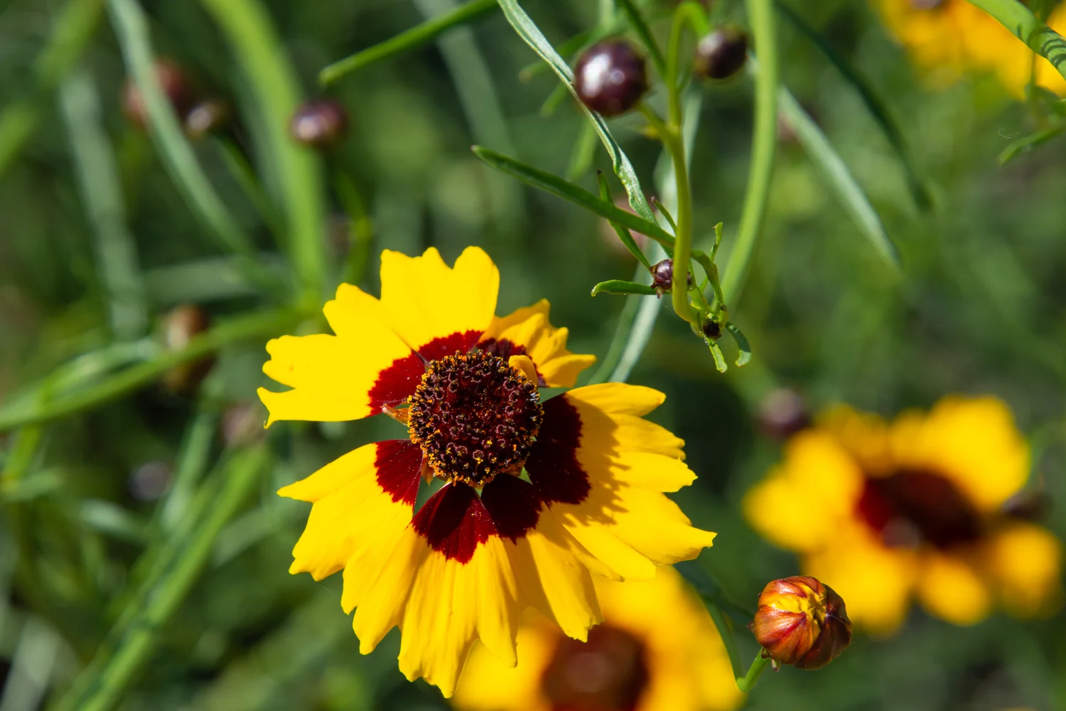 Random Farm Photos (RFP) — Meridian Jacobs