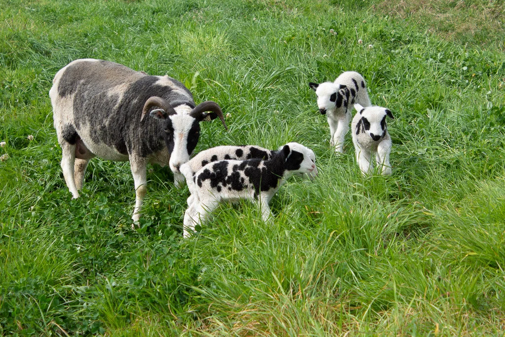 Lambing Season — Meridian Jacobs