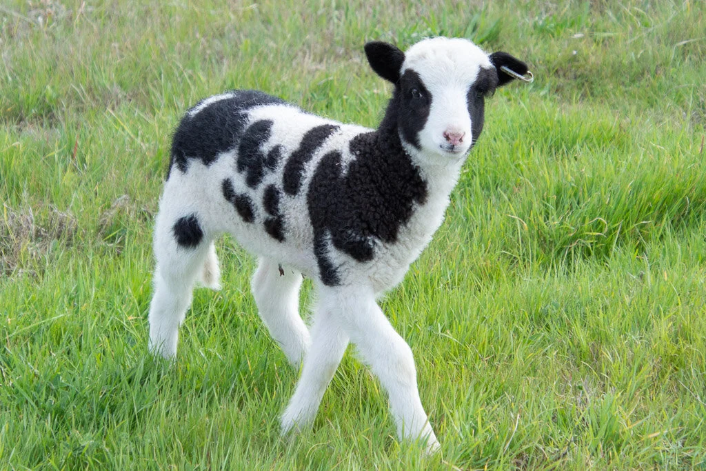More Lambs — Meridian Jacobs