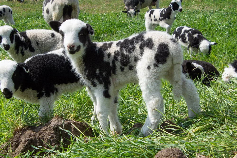 More Lambs — Meridian Jacobs