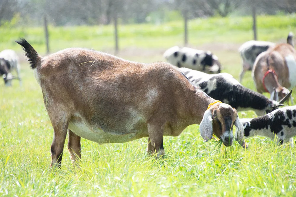 More Lambs — Meridian Jacobs