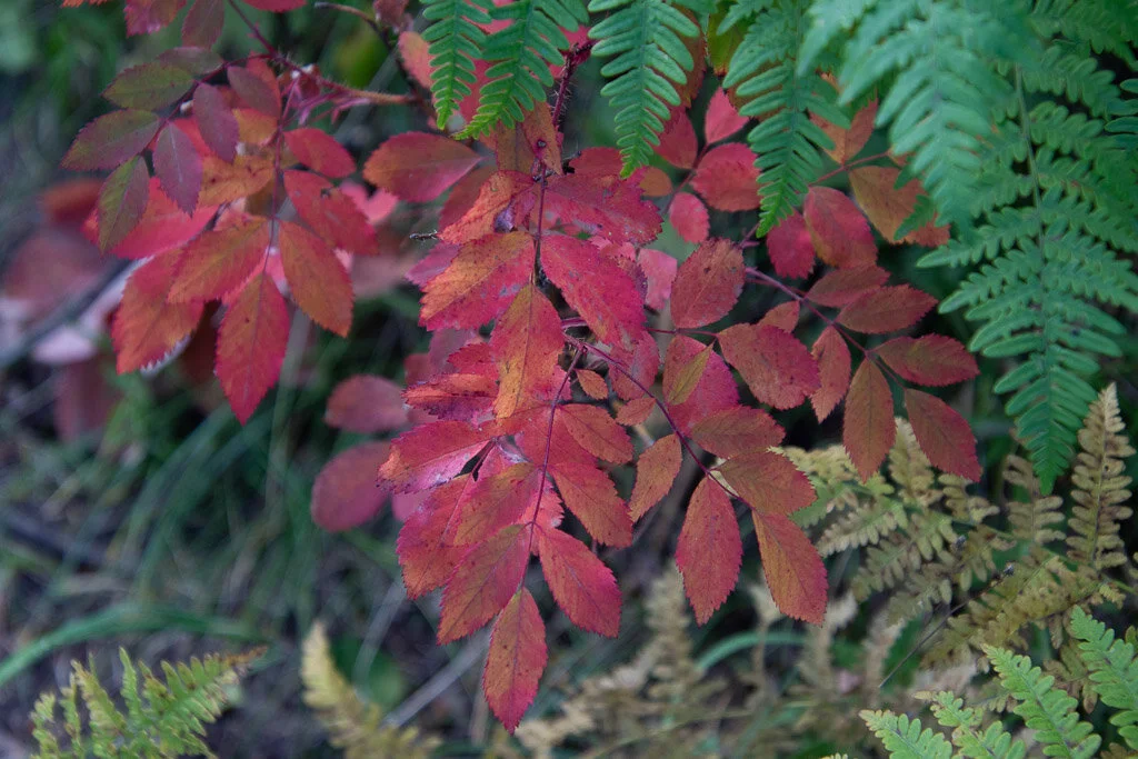 Catching up with September's Road Trip - Day 5 — Meridian Jacobs
