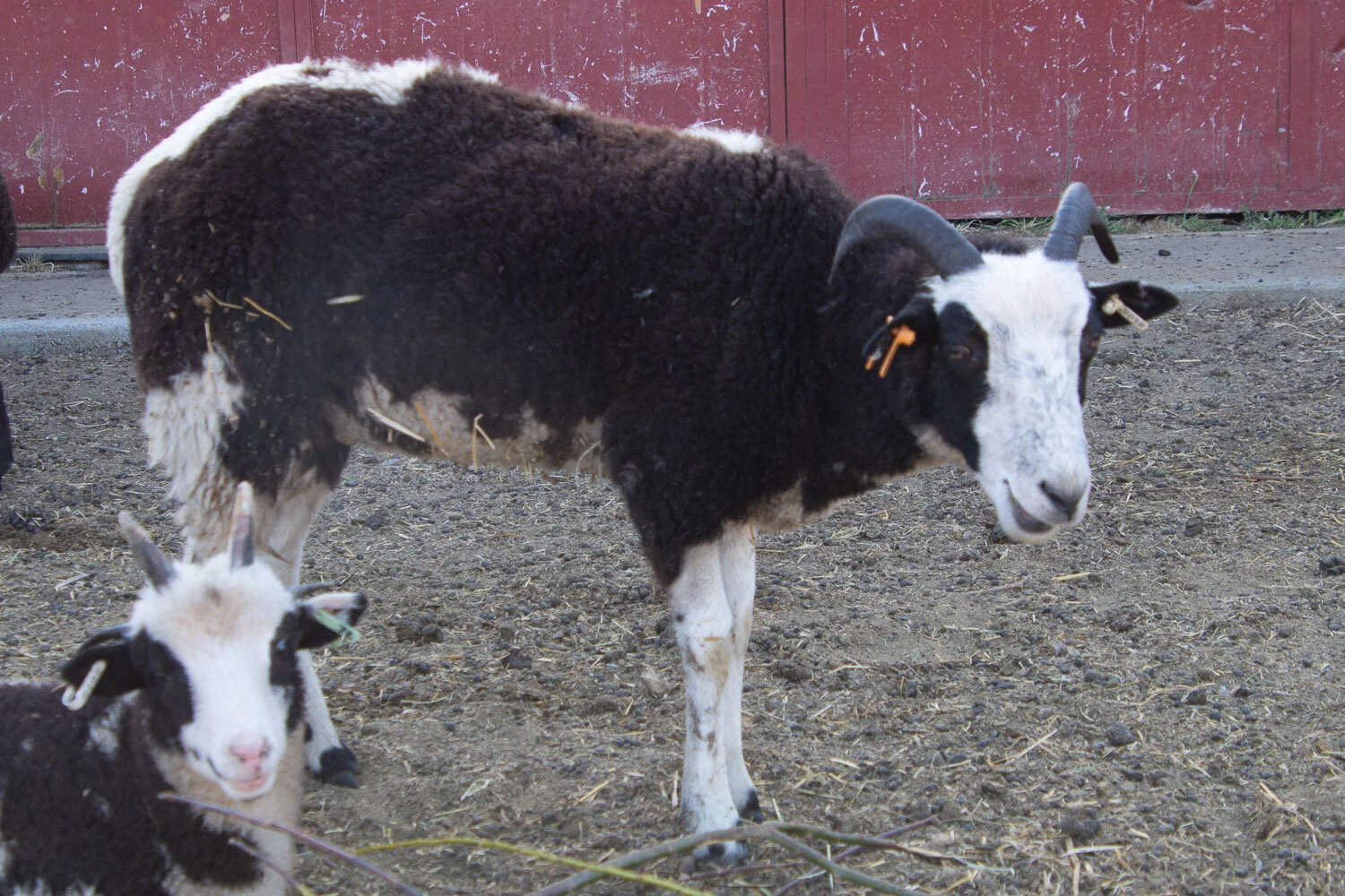 Getting Distracted by Goats — Meridian Jacobs