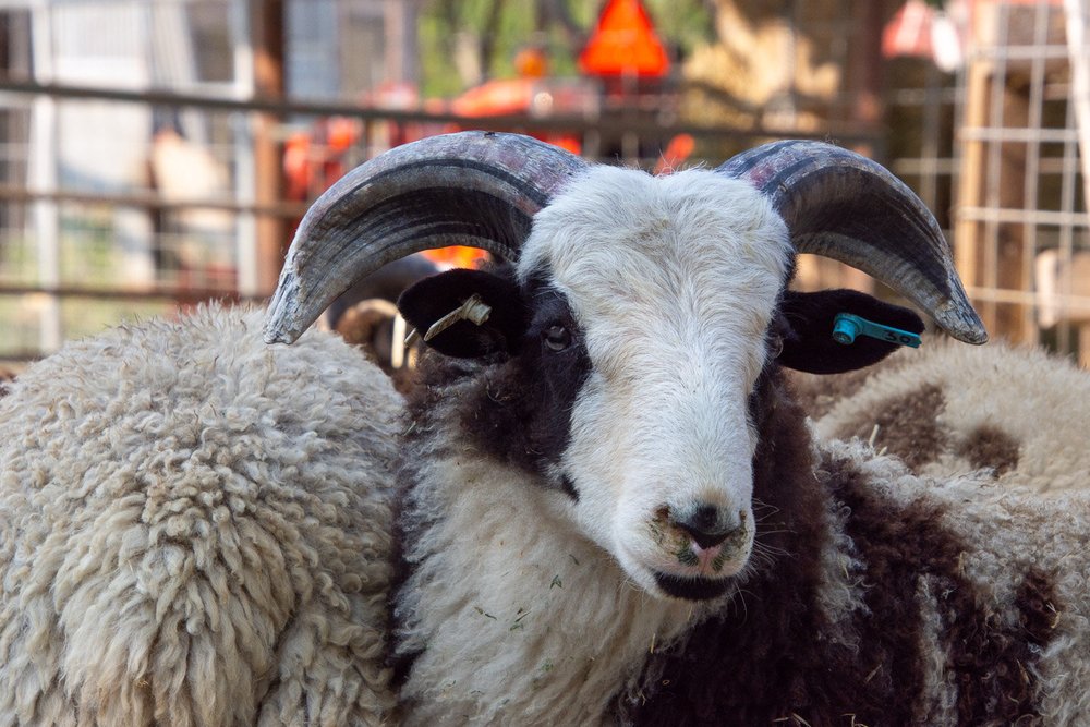 Growth of Ram Horns — Meridian Jacobs