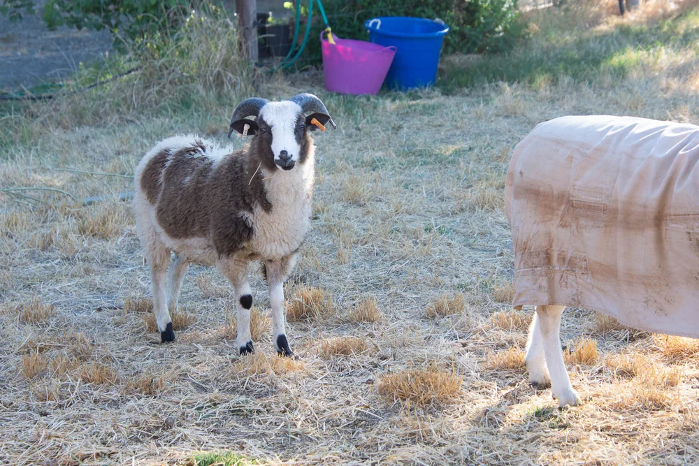 Growth of Ram Horns — Meridian Jacobs