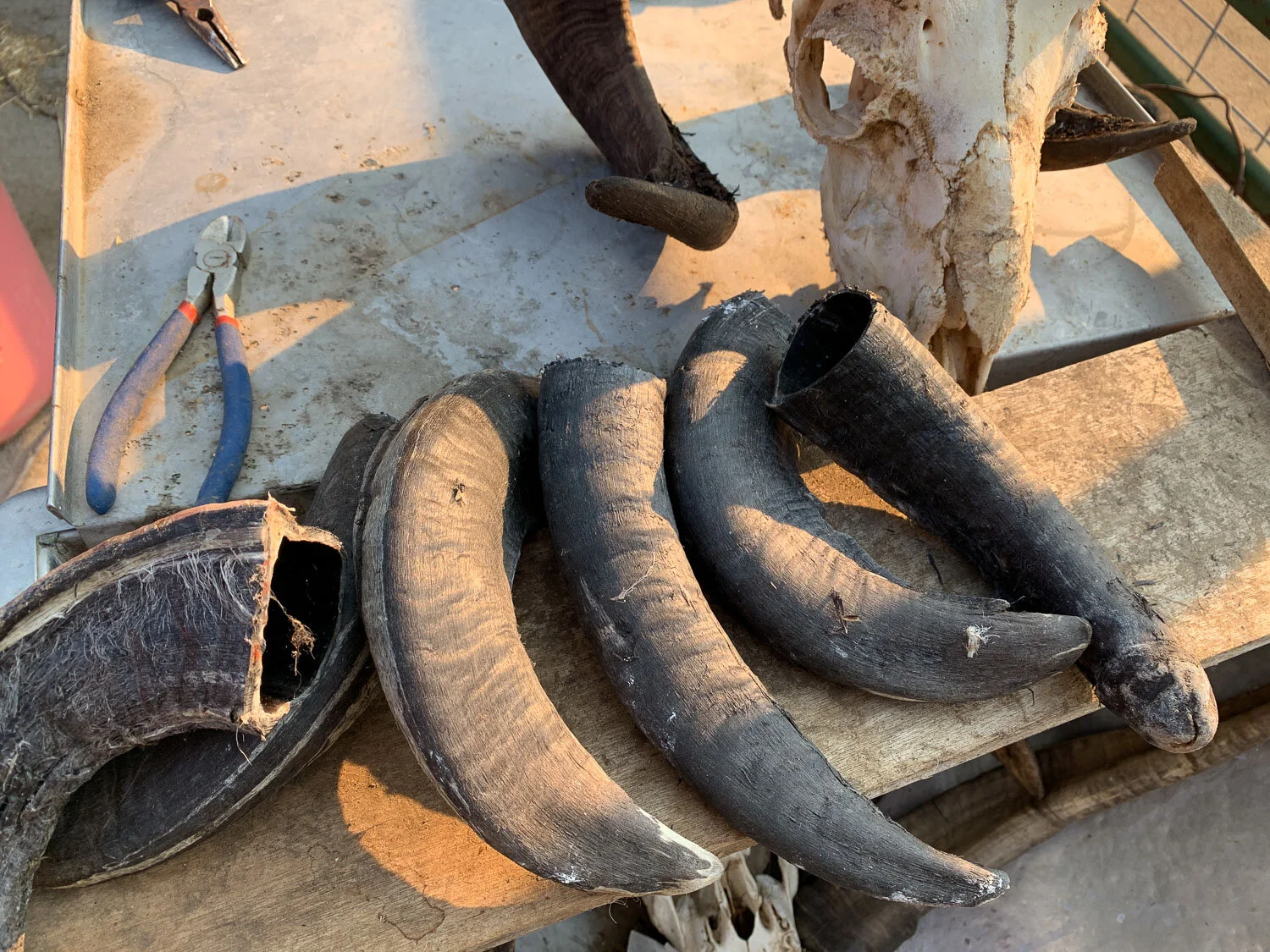 Making Horn Buttons — Meridian Jacobs