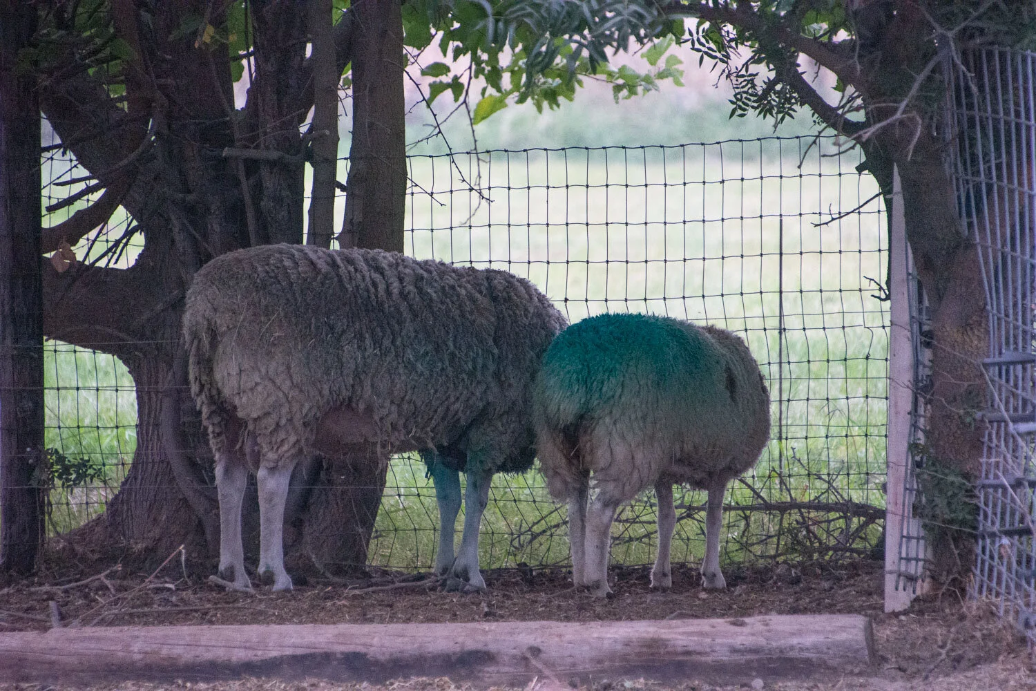 Breeding Season is Here — Meridian Jacobs