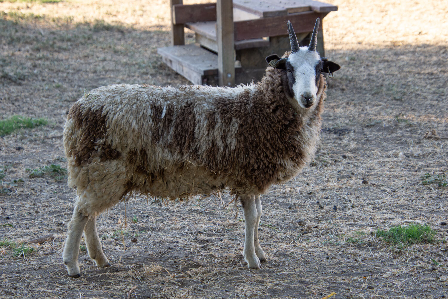 Sheep — Meridian Jacobs