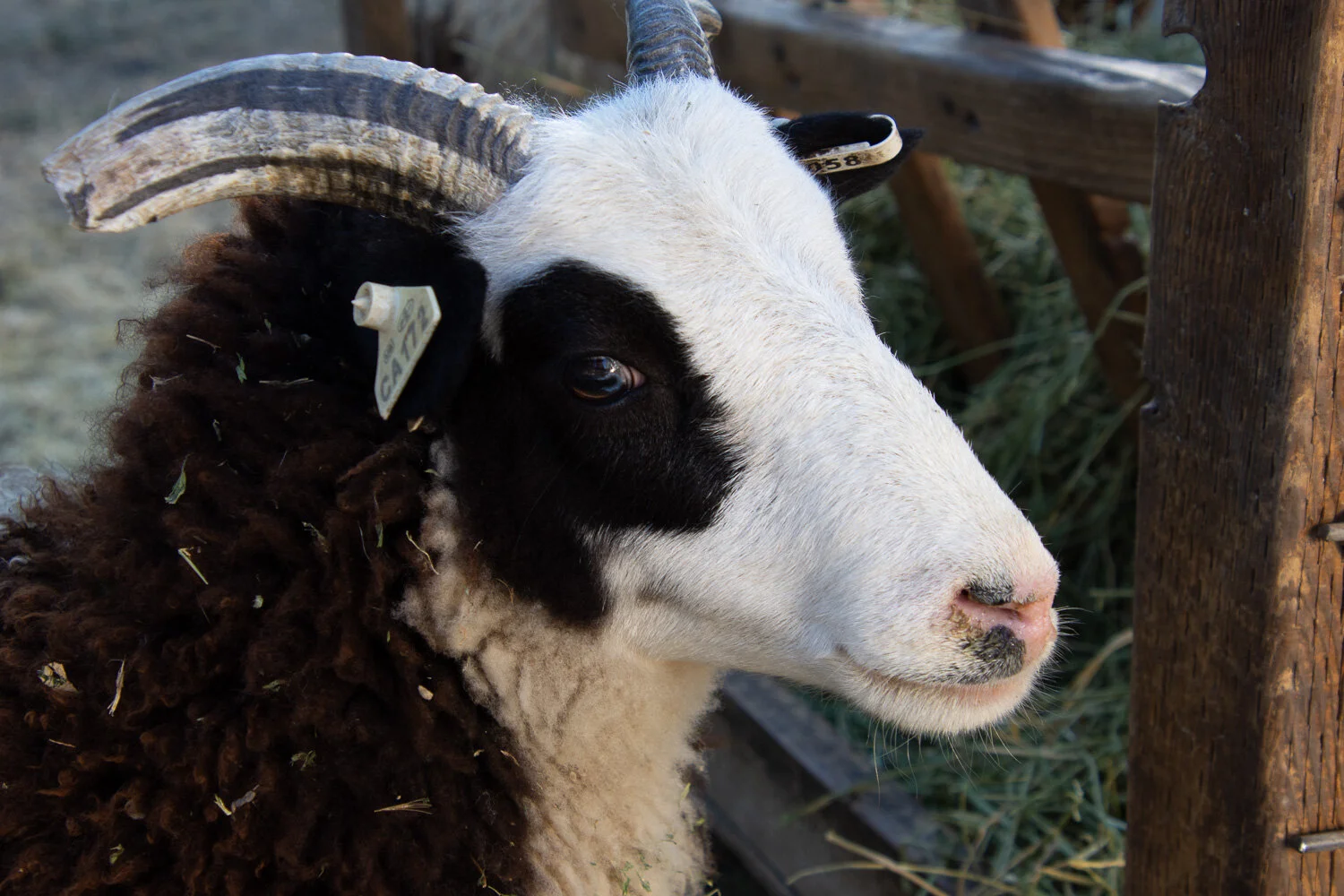 Sheep — Meridian Jacobs